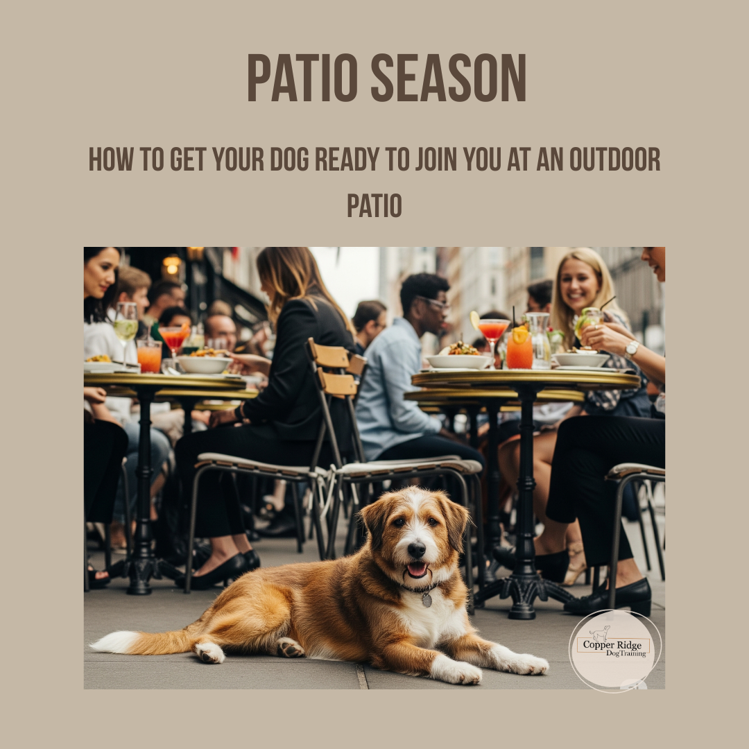 Get Your Dog Patio Ready for Madison's Summer Fun! - Copper Ridge Dog ...